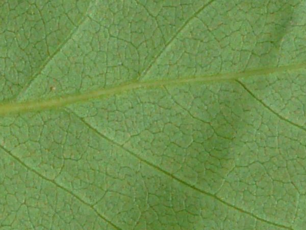 texture 0013 - Texturelib